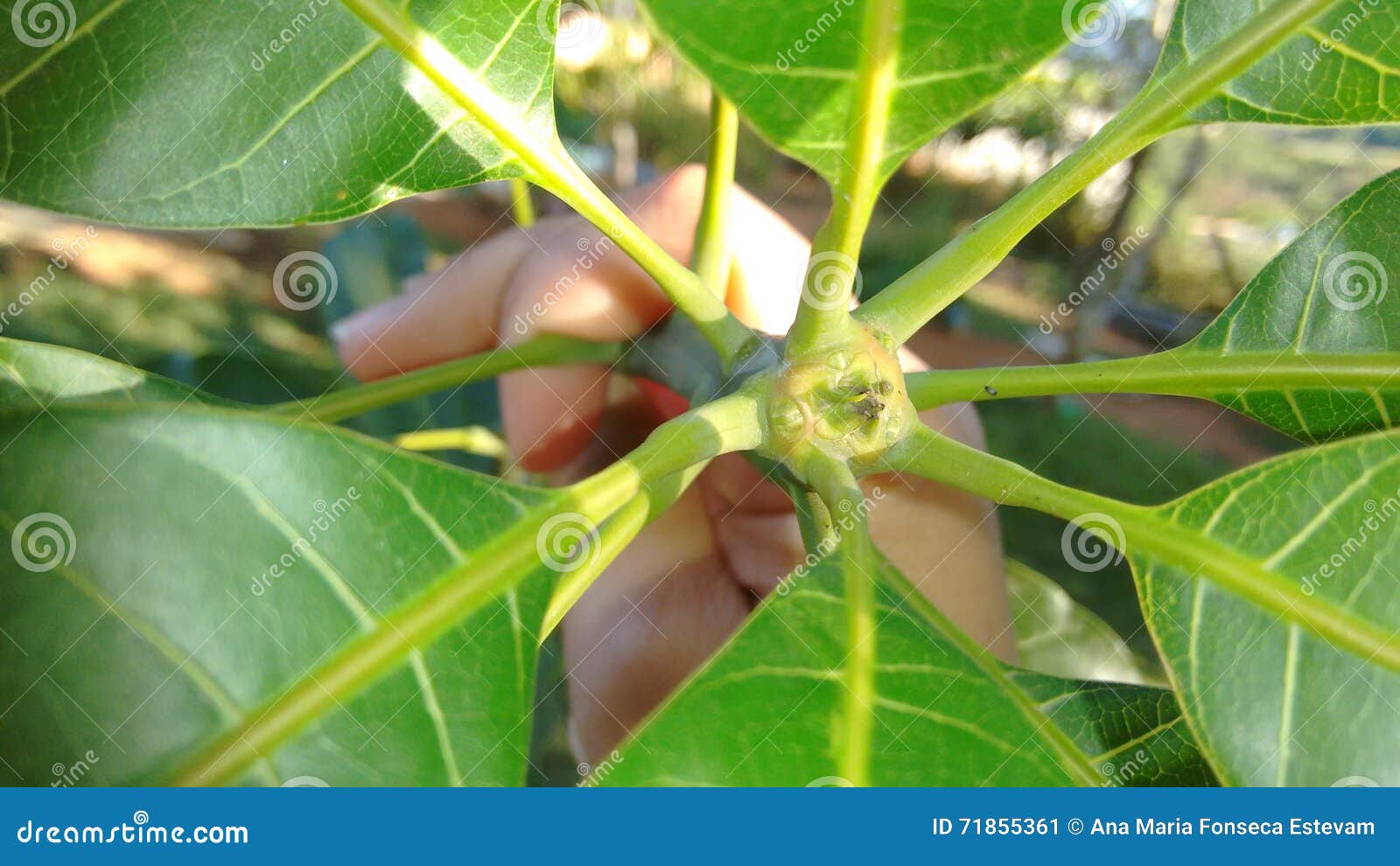 Mango tree stock image. Image of food, leaves, nature - 71855361