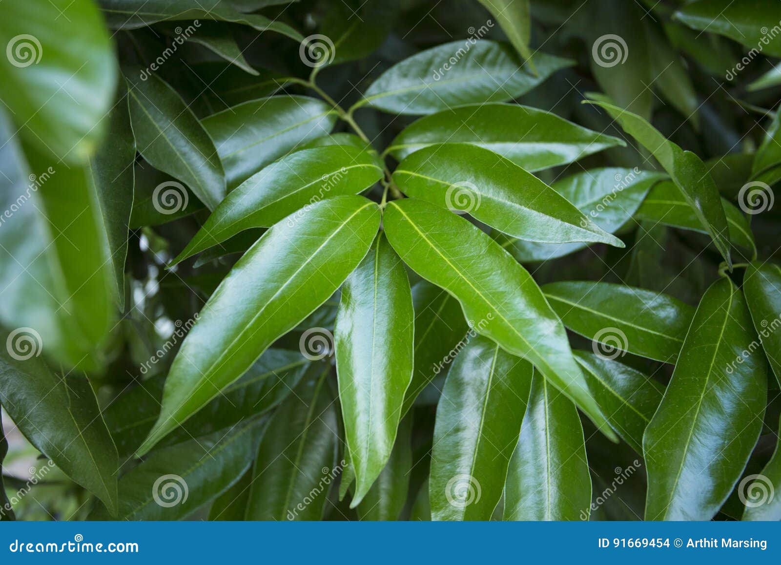Mango tree leaves. stock photo. Image of single, season - 91669454