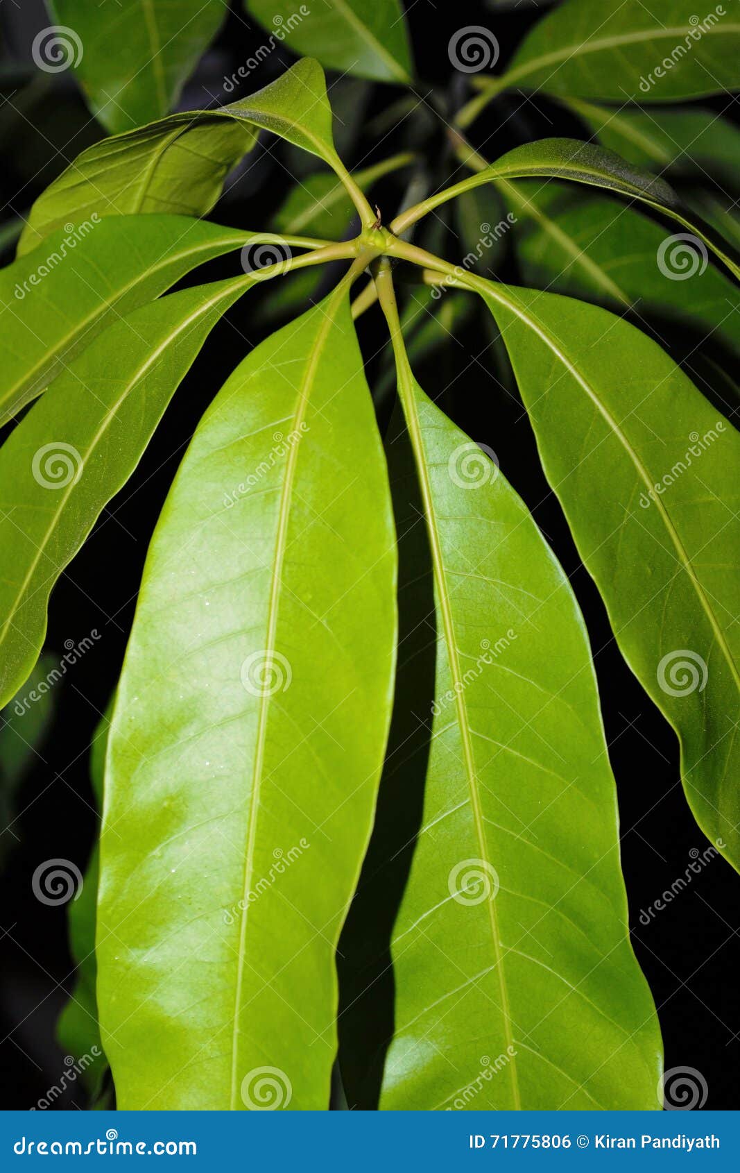 Mango Tree Leaves Developing from Bud, at Night Stock Photo - Image of ...