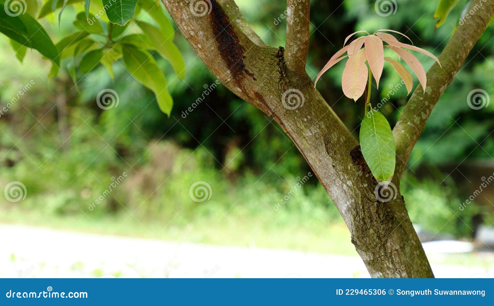 Mango tree leaves are pink stock photo. Image of foliages - 229465306