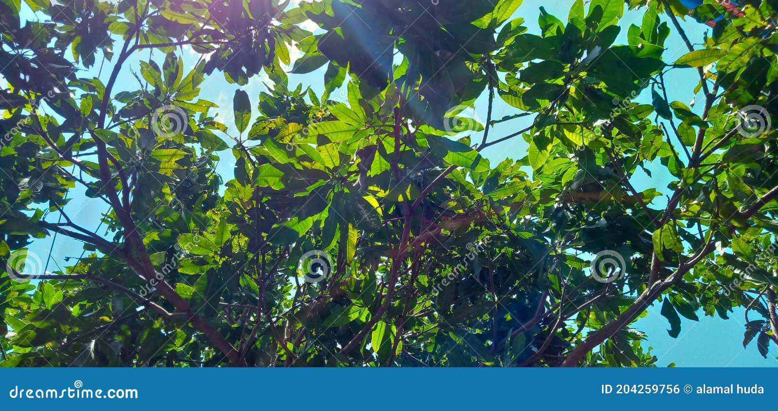 Mango Tree Leaves and Pretty Sunshine Stock Photo - Image of tree ...