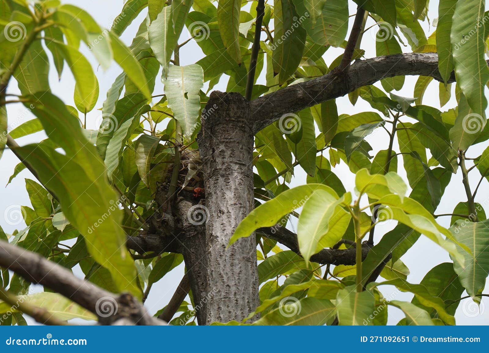 Mango Tree Leaves Under the Sky Stock Image - Image of twig, jungle ...
