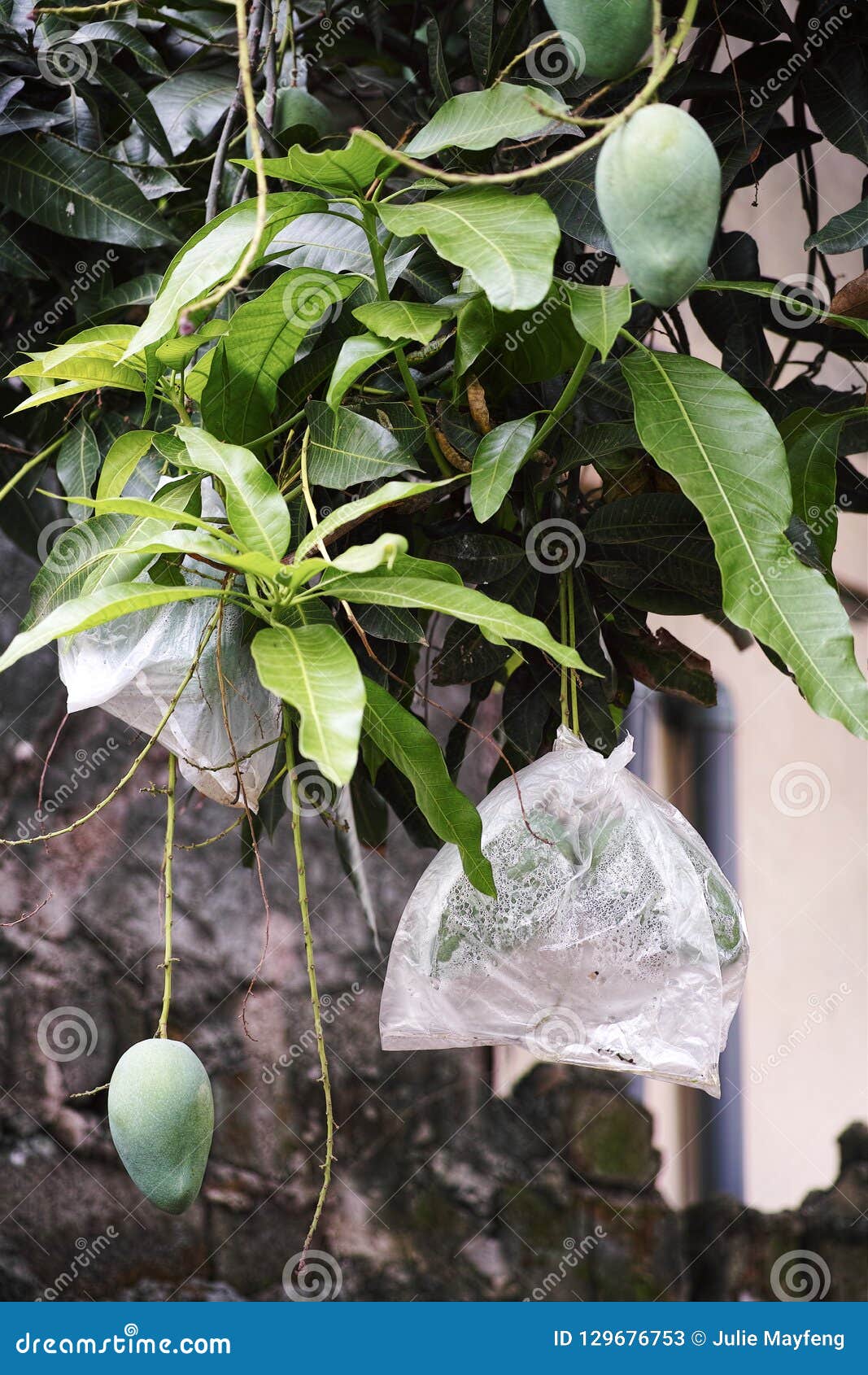 Mango Tree, Lombok, INDONESIA Stock Image - Image of green, tree: 129676753