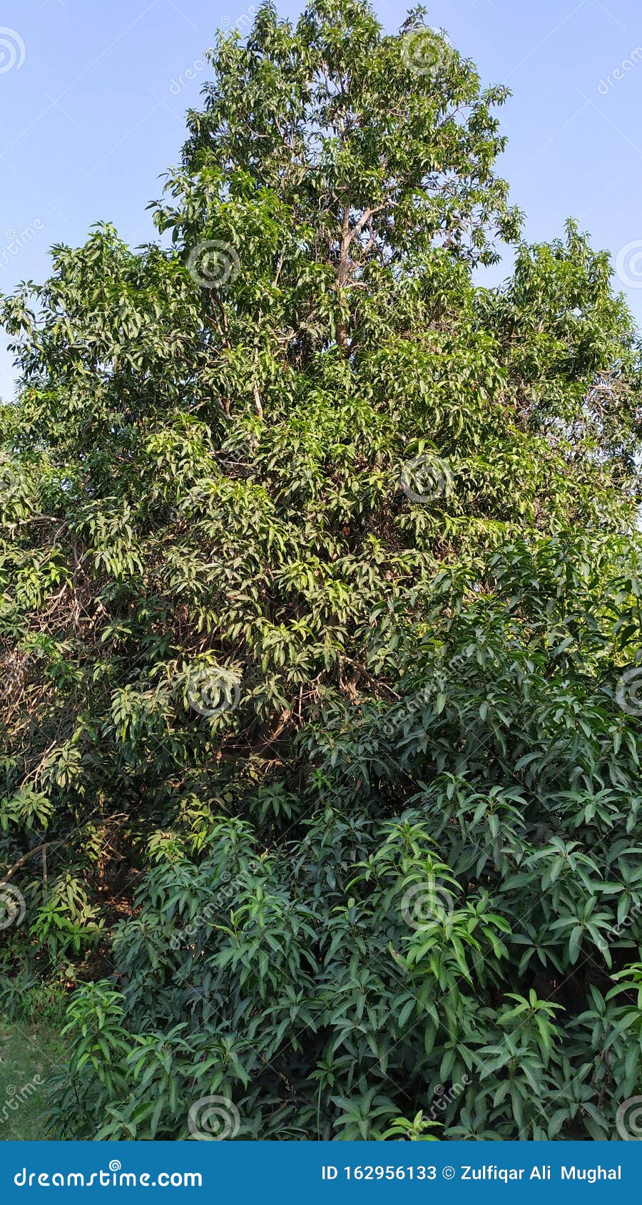 Mango tree stock image. Image of tree, long, tall, mango - 162956133