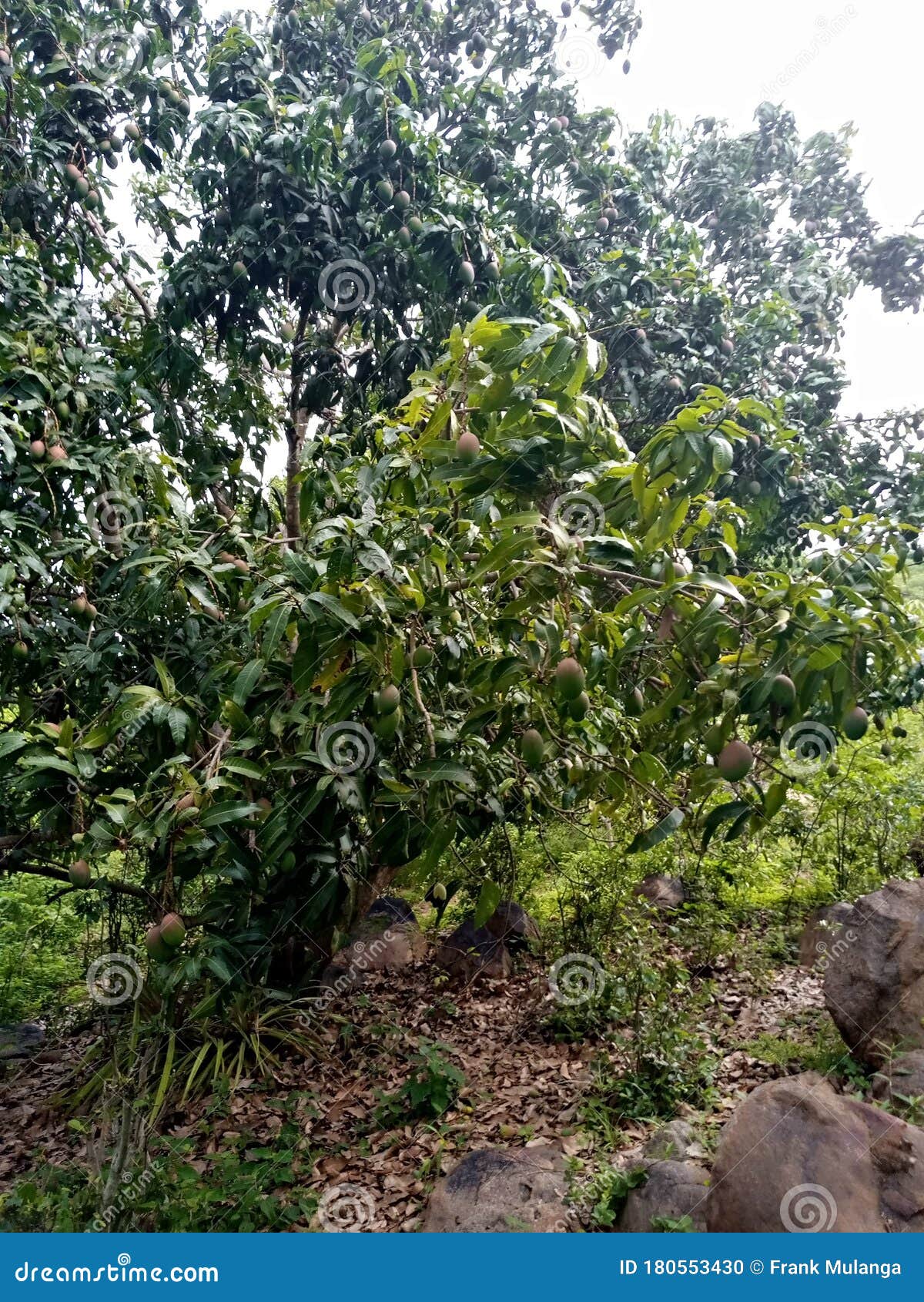 Mango tree look dope stock photo. Image of flower, berry - 180553430
