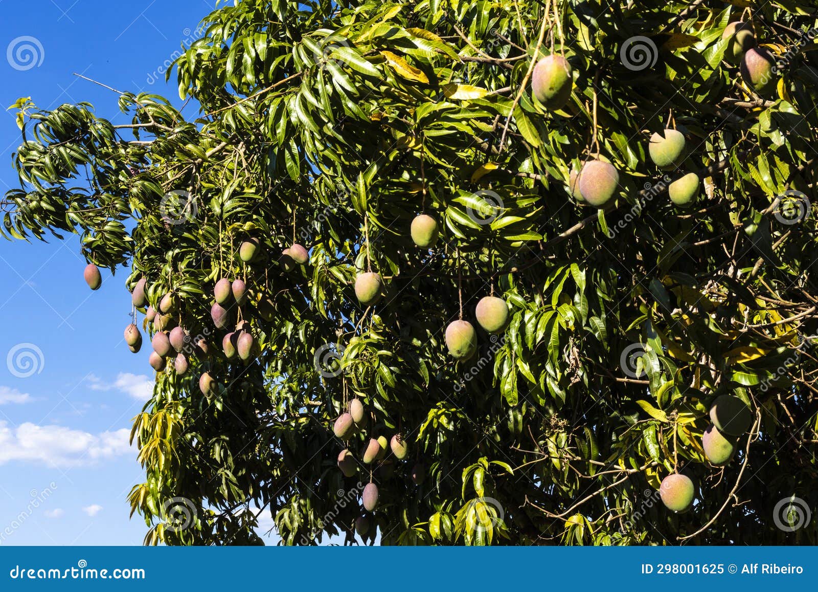 Lots Of Mango Flavor Ice Cream Balls In A Melting Process On Blue ...