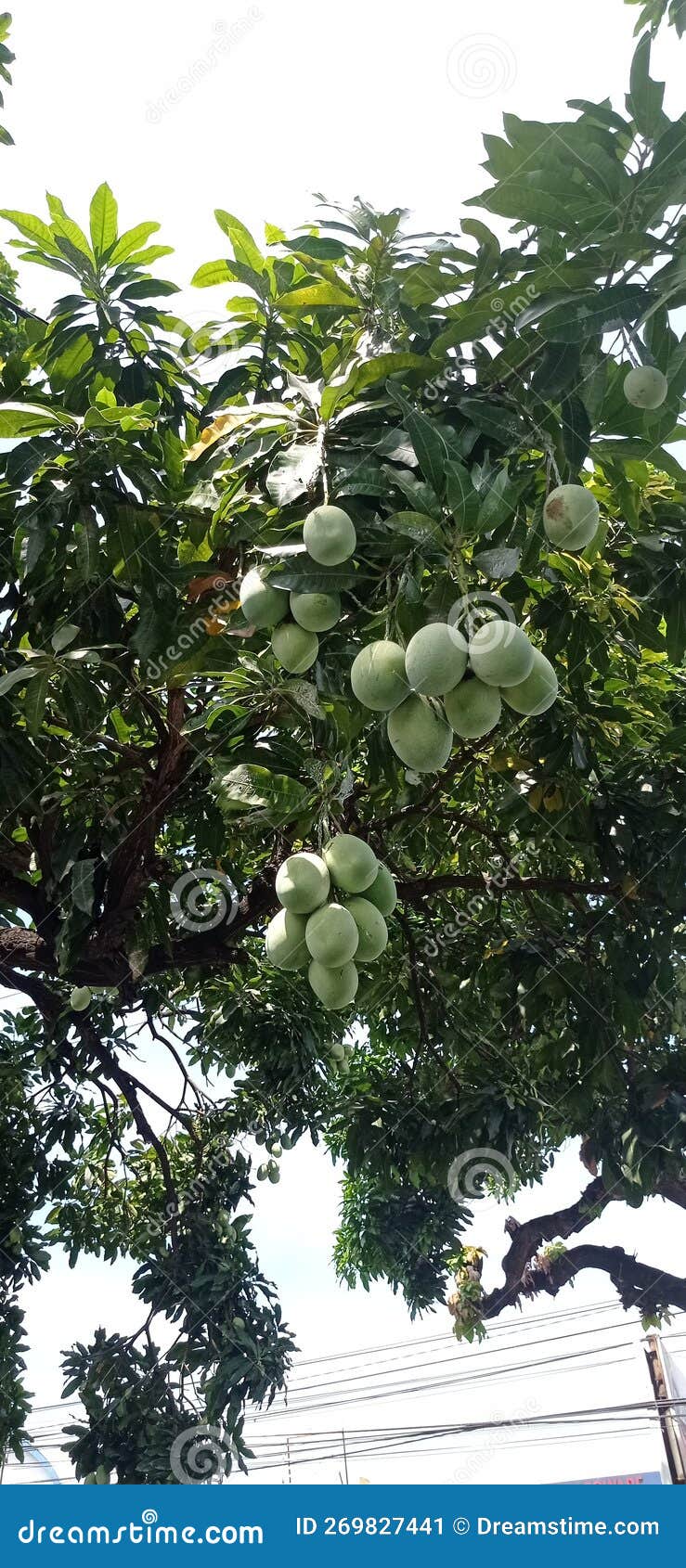 Mango Tree with Lots of Fruits Stock Image - Image of vegetable, green ...