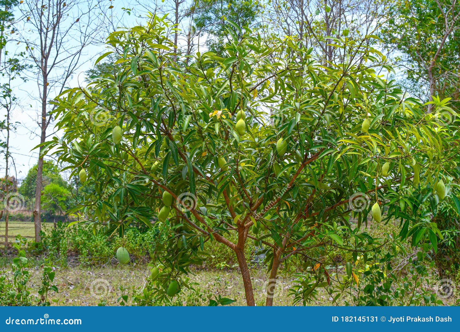 Mango Tree . Lots of Mango in it. Looking Green & Beautiful on Summer ...