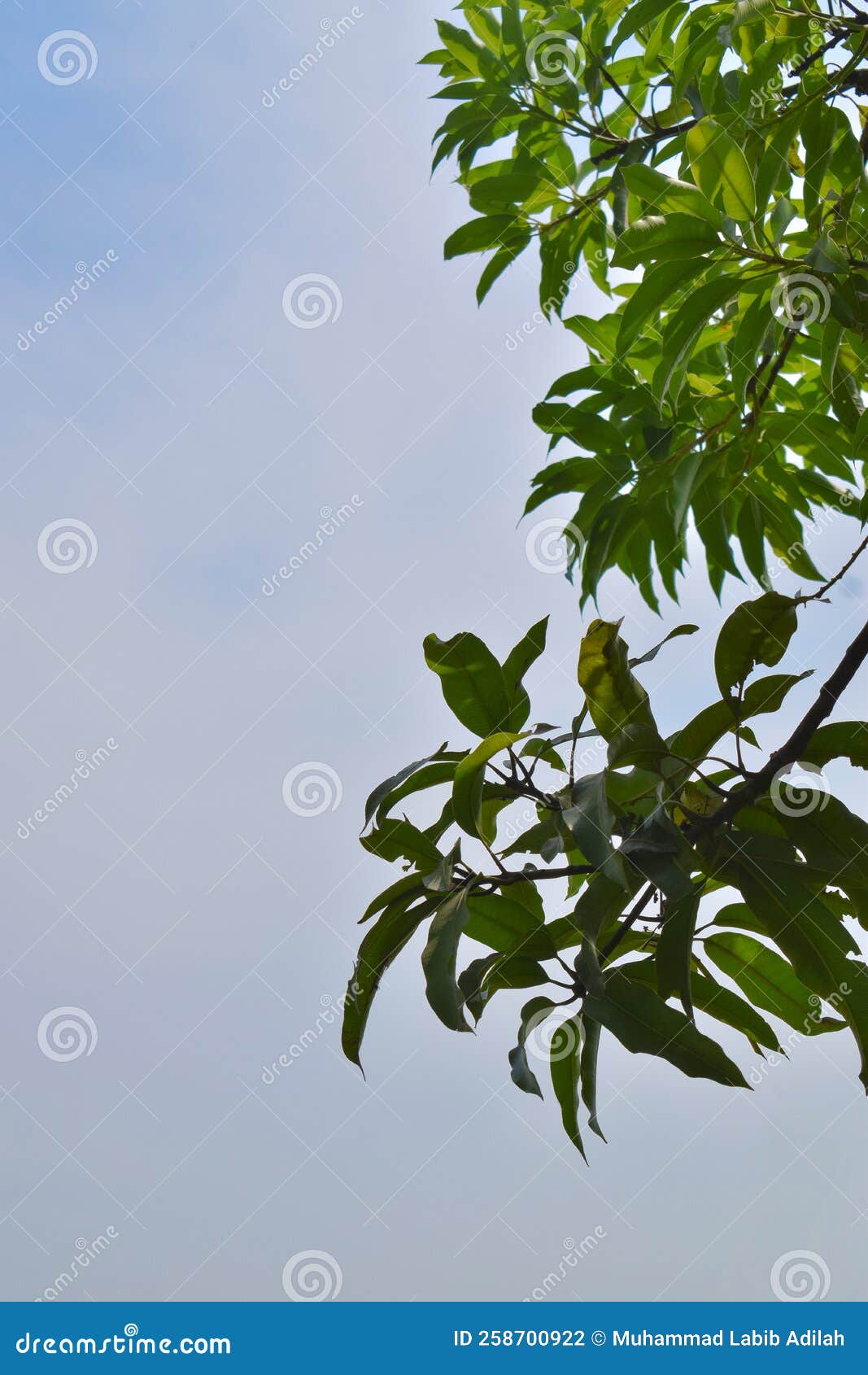 Mango Tree with Low Angle with Sky Background Stock Photo - Image of ...