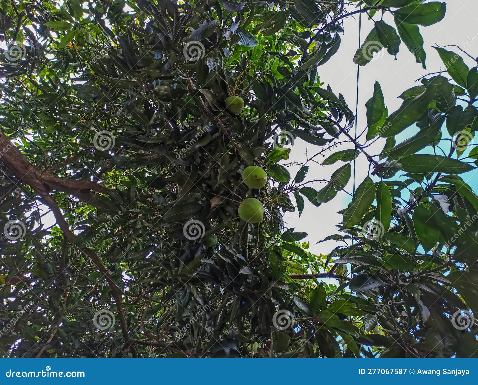 A Mango Tree with Lush Foliage Has Borne Fruit. Mango is a Fruit from ...