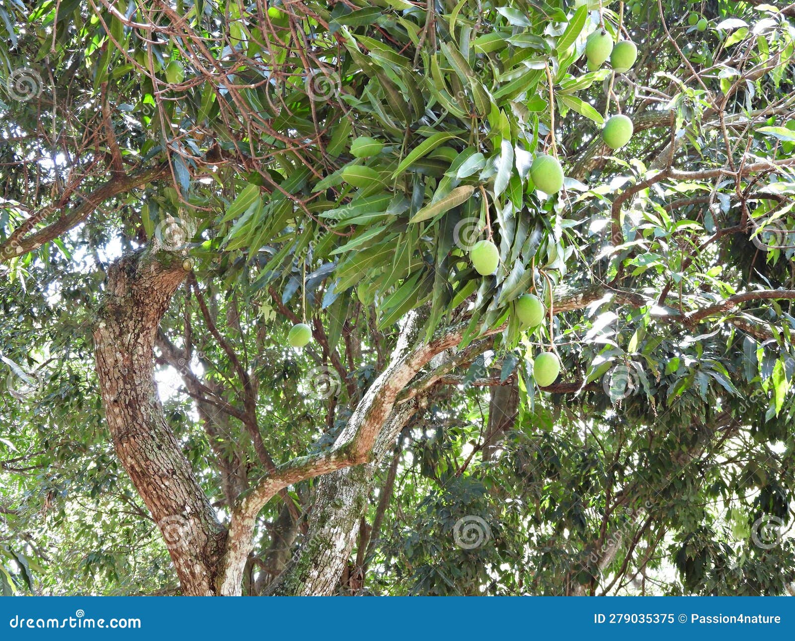 Mango Tree (Mangifera Indica) Stock Image - Image of florida, tree ...