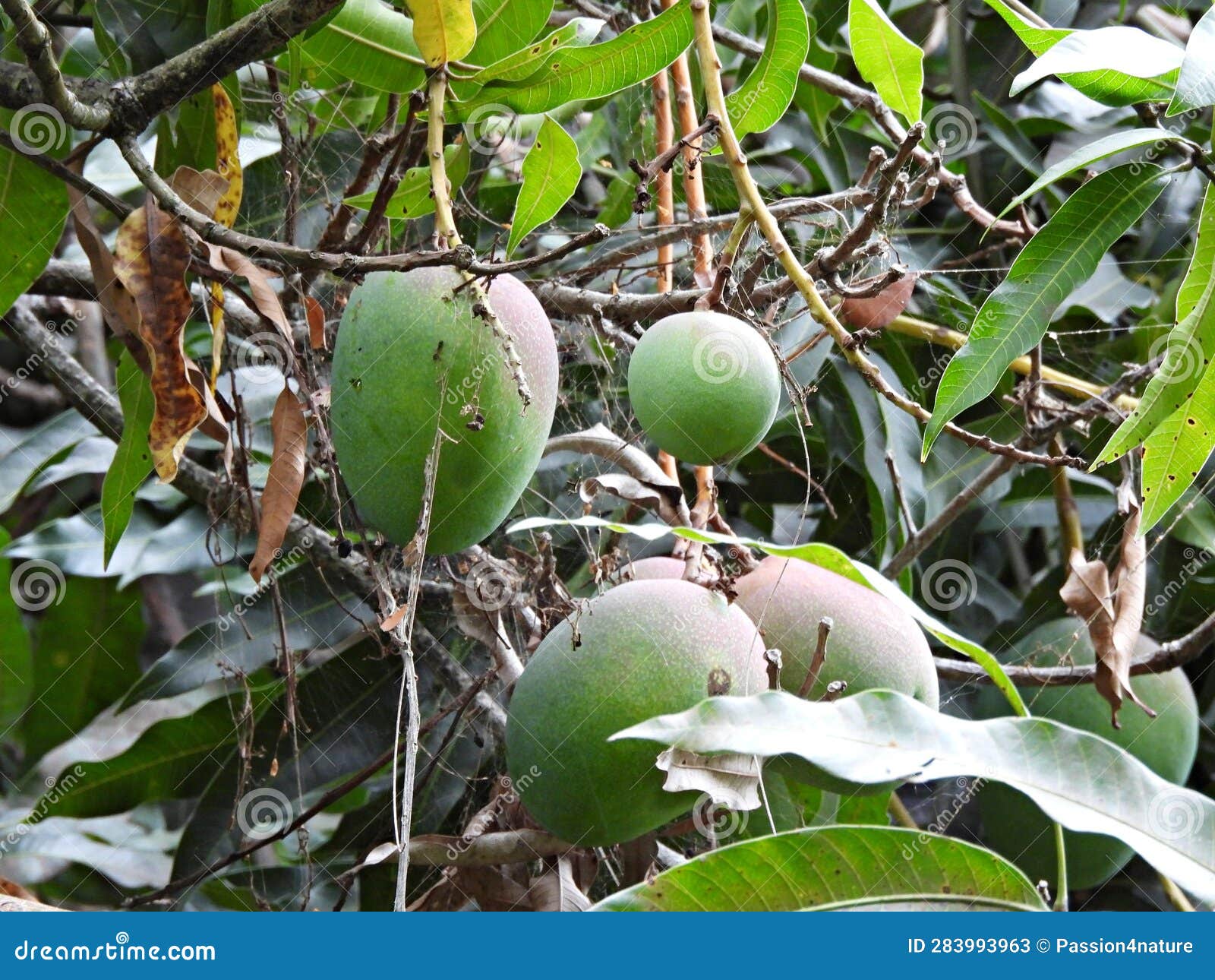 Mango Tree (Mangifera Indica) Stock Image - Image of food, bunch: 283993963