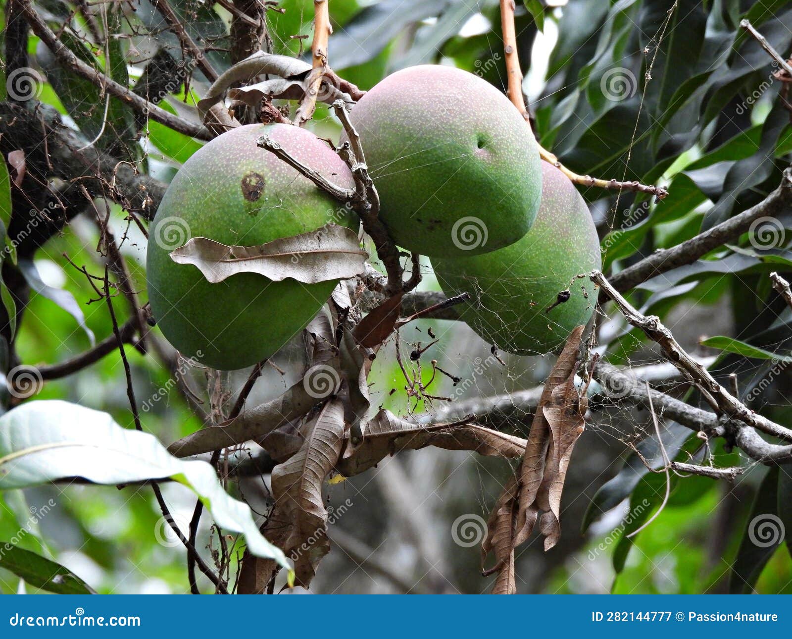 Mango Tree (Mangifera Indica) Stock Image - Image of healthy, mango ...