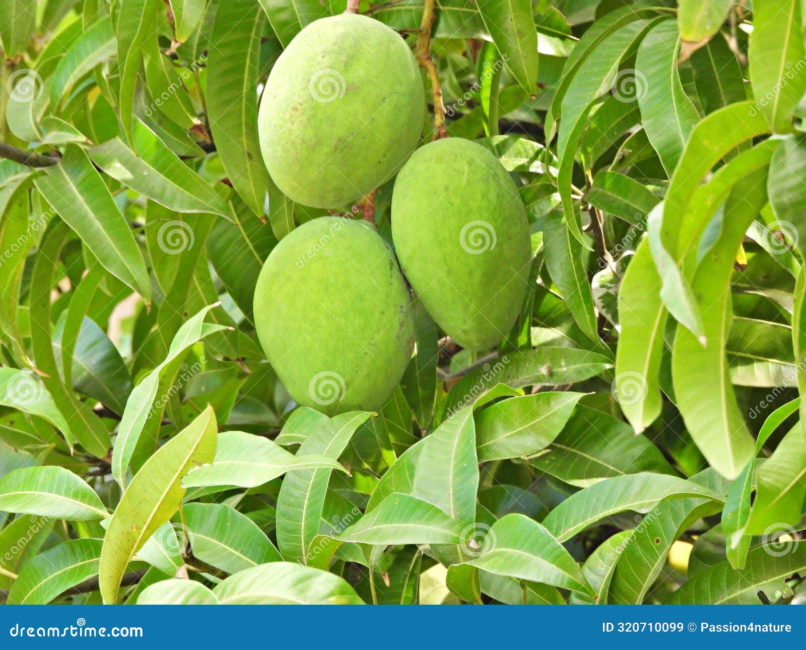 Mango Tree (Mangifera Indica) Stock Image - Image of mango, tree: 320710099