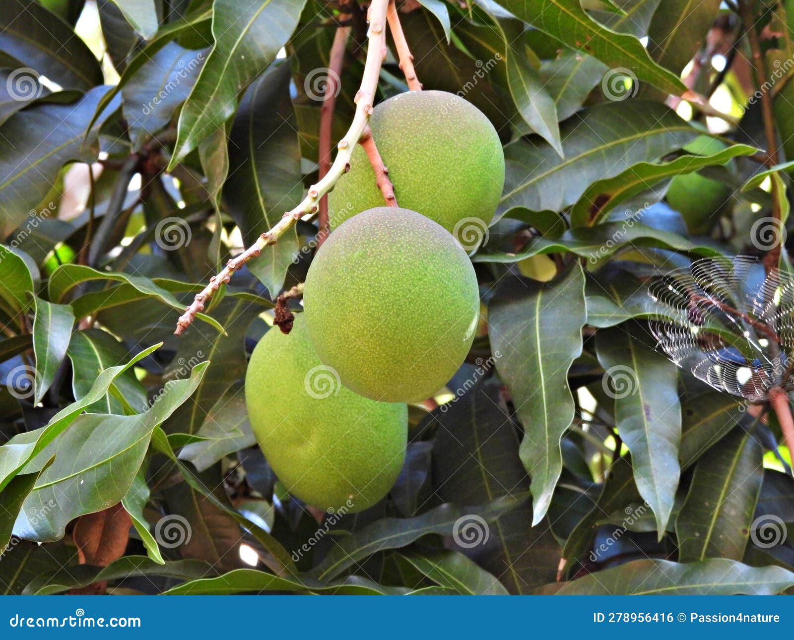 Mango Tree (Mangifera Indica) Stock Photo - Image of edible, fruit ...