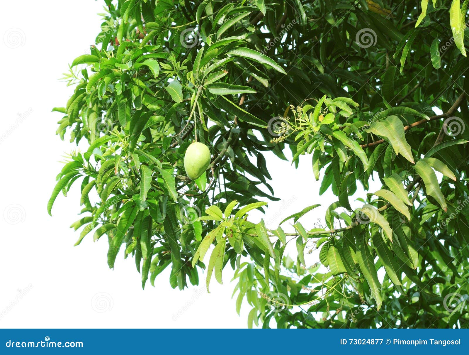 Mango Tree (Mangifera Indica) Stock Image - Image of foliage, mangifera ...