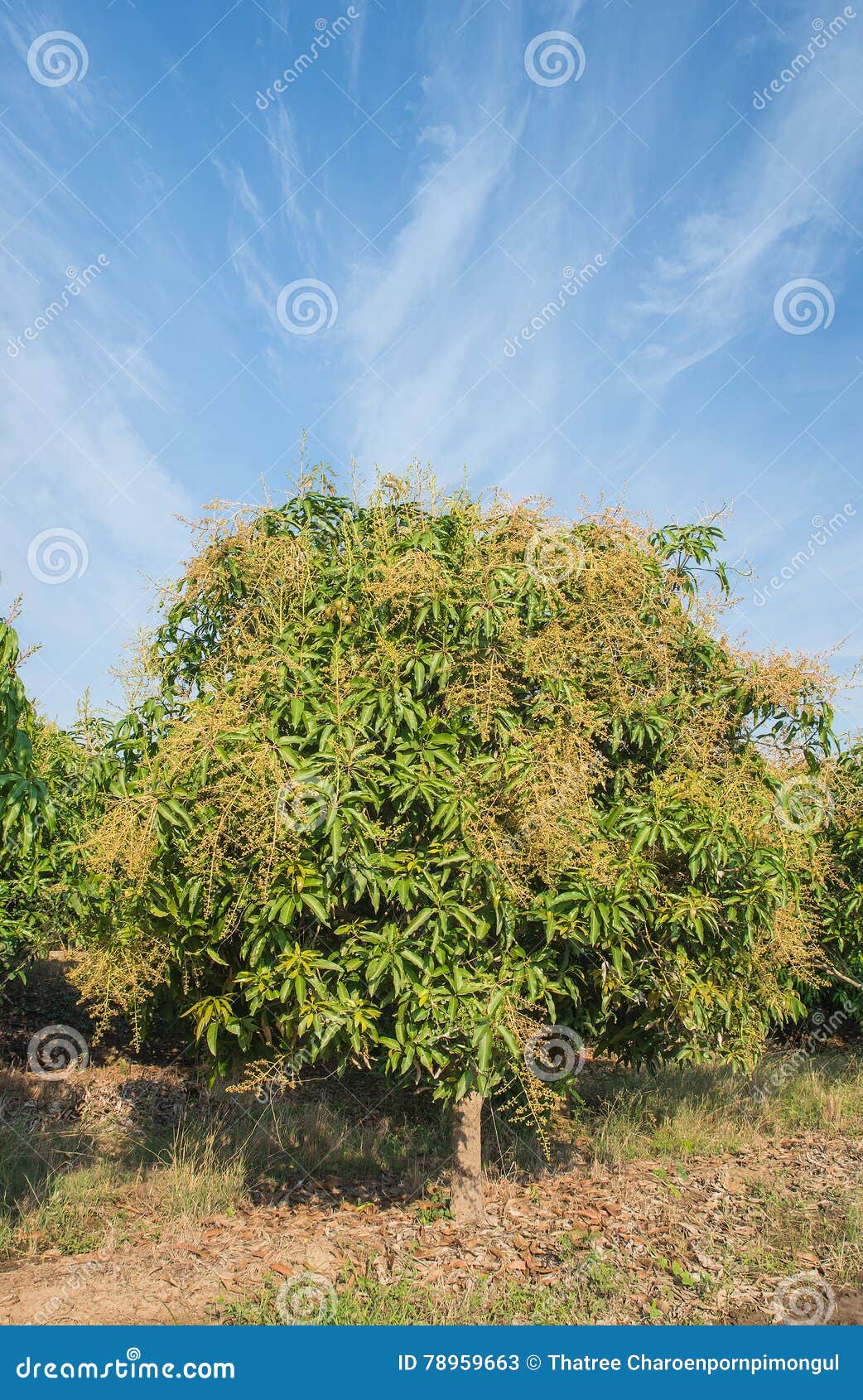 Mango Tree,mango Field,mango Farm with Blue Sky Background. Stock Image ...