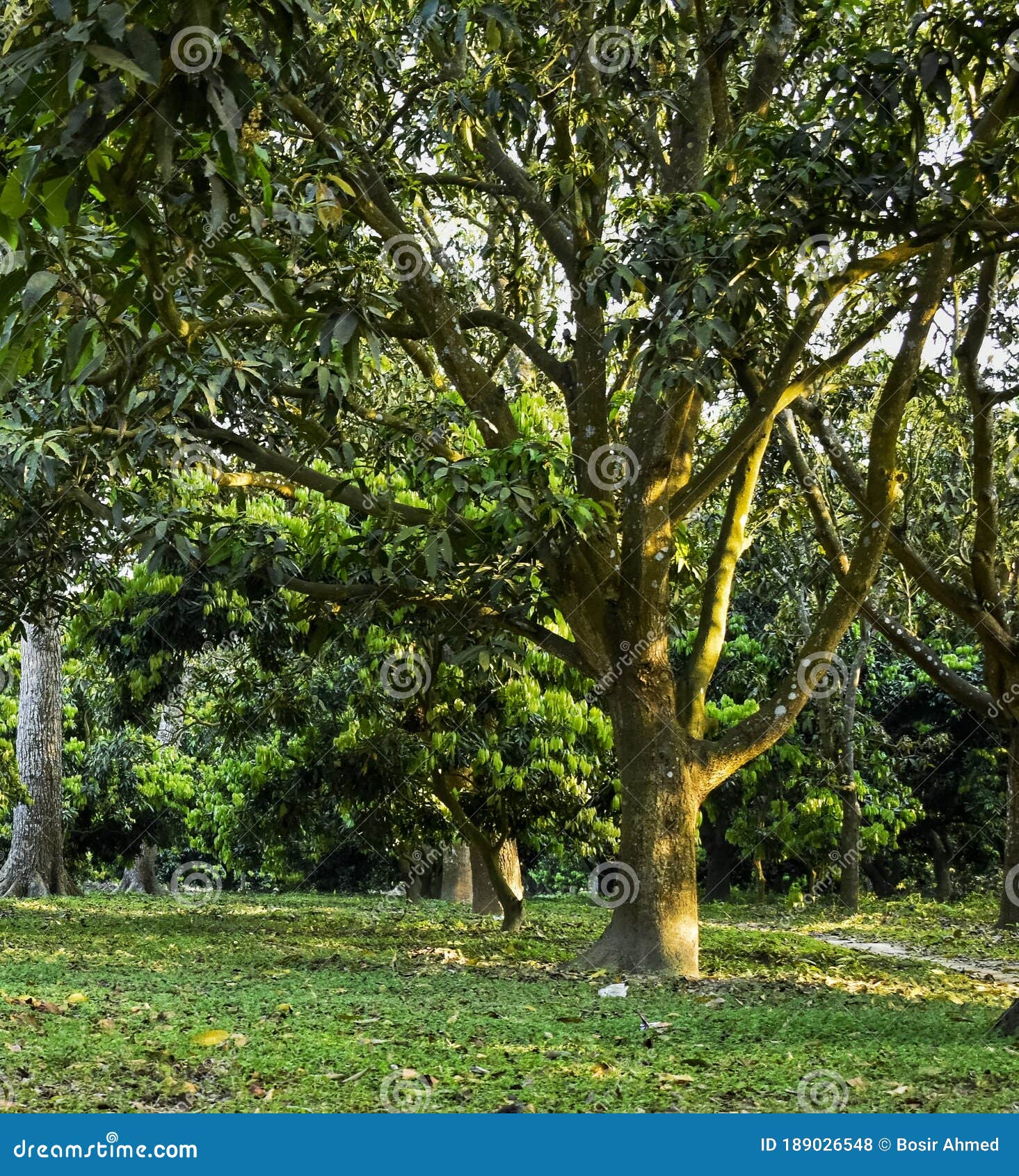 A Mango Tree in a Mango Garden Stock Photo - Image of culture, charming ...