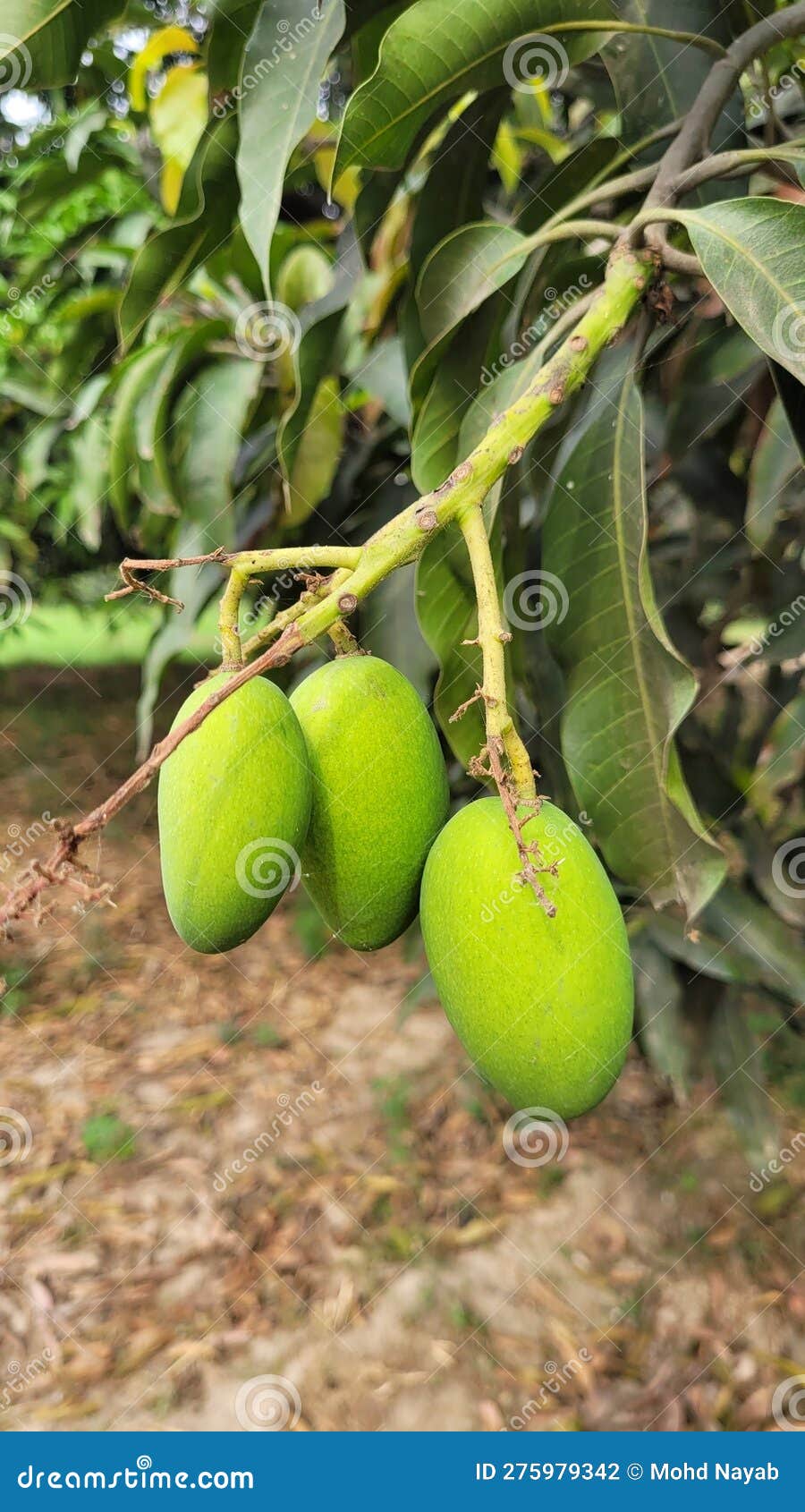 Mango Tree Mango with Leavis Stock Photo - Image of branch, yellow ...