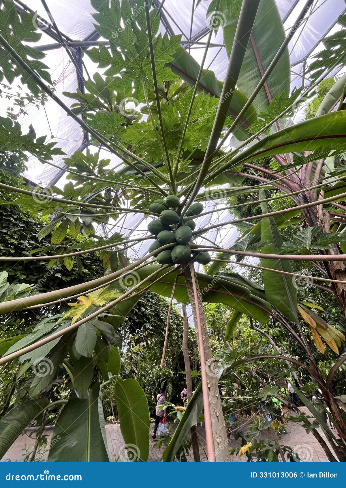 Mango tree stock photo. Image of tropical, tree, clump - 331013006