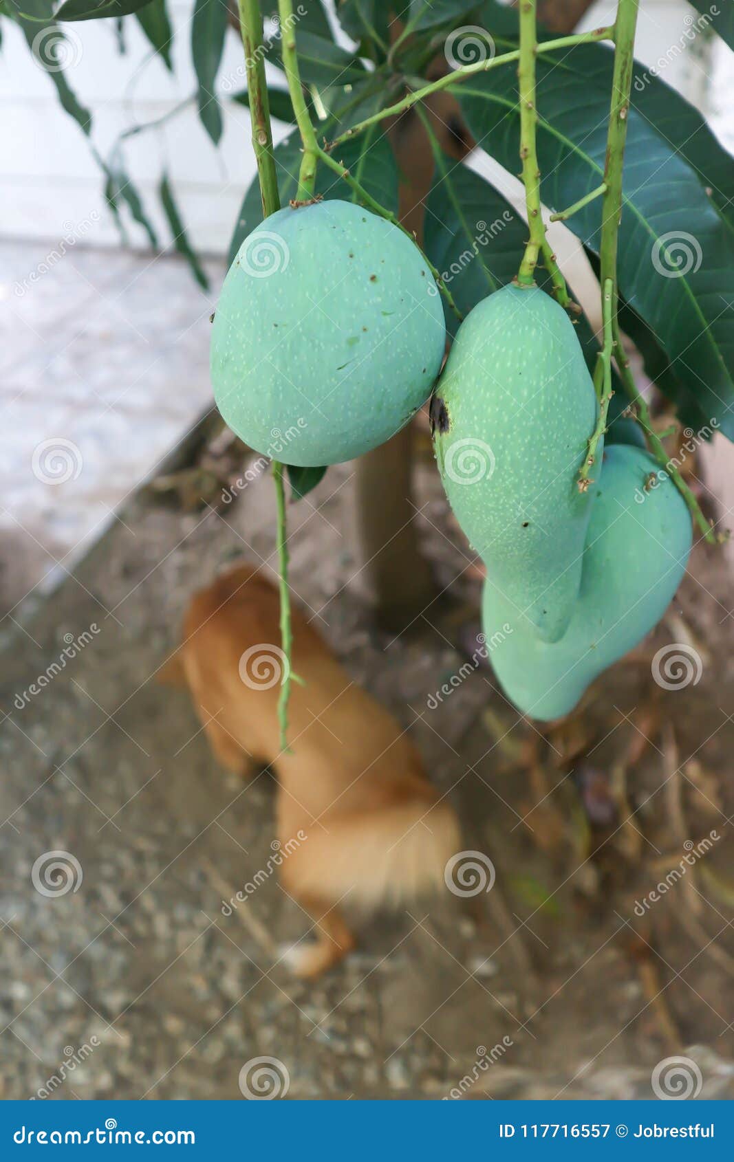 Mango Tree or Mango on the Tree Stock Image - Image of tree, growth ...