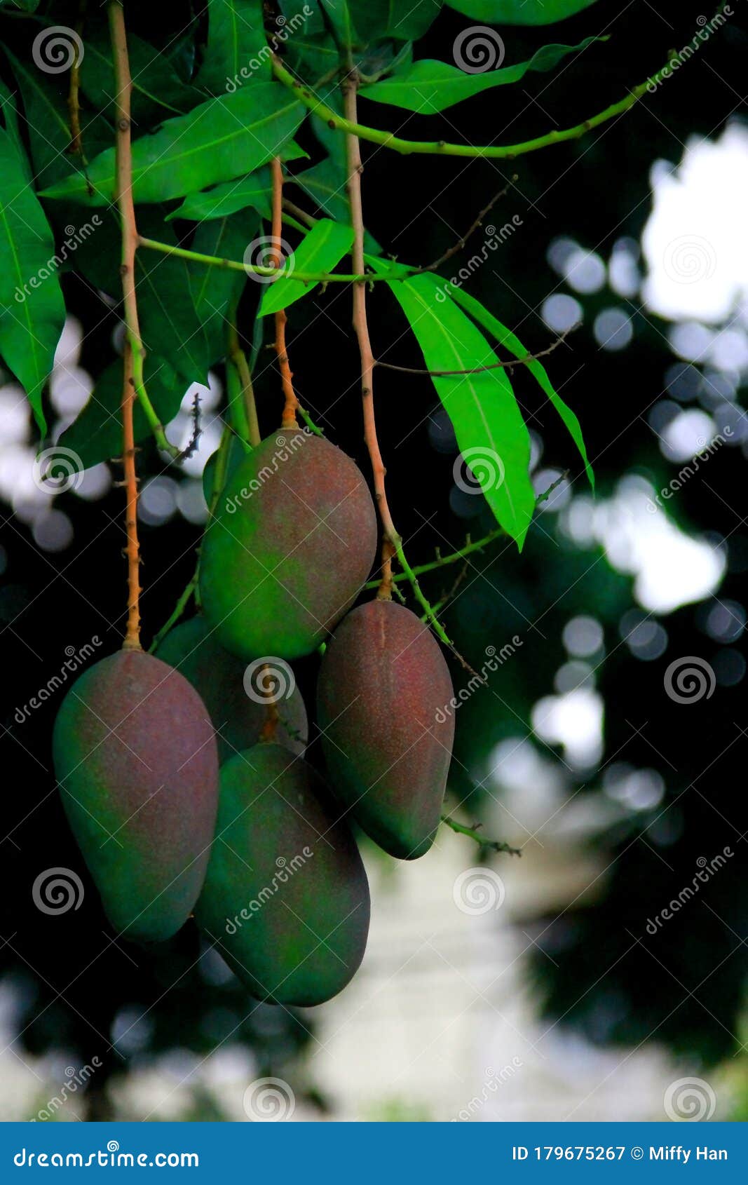 Mango tree stock image. Image of fruit, organic, mangoes - 179675267