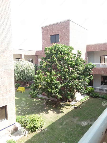 Mango tree stock photo. Image of pakistan, multan, tree - 175136890