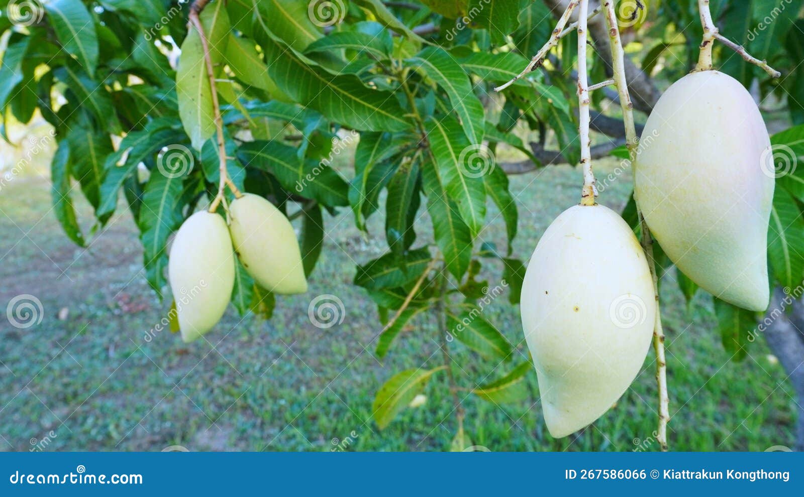 Mango tree stock photo. Image of food, home, flower - 267586066