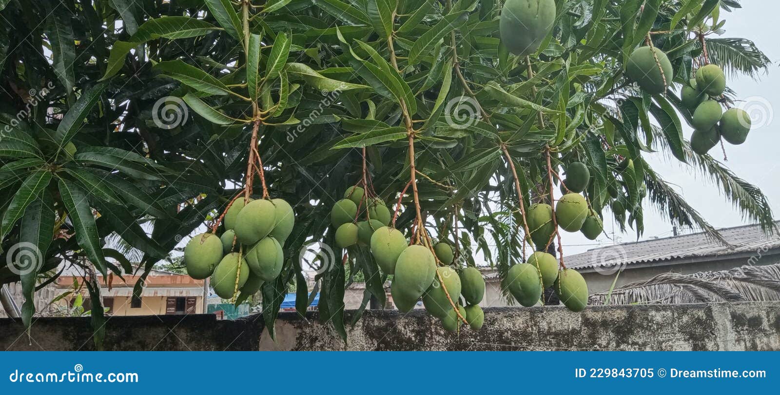 Mango tree with mangoes stock image. Image of evergreen - 229843705