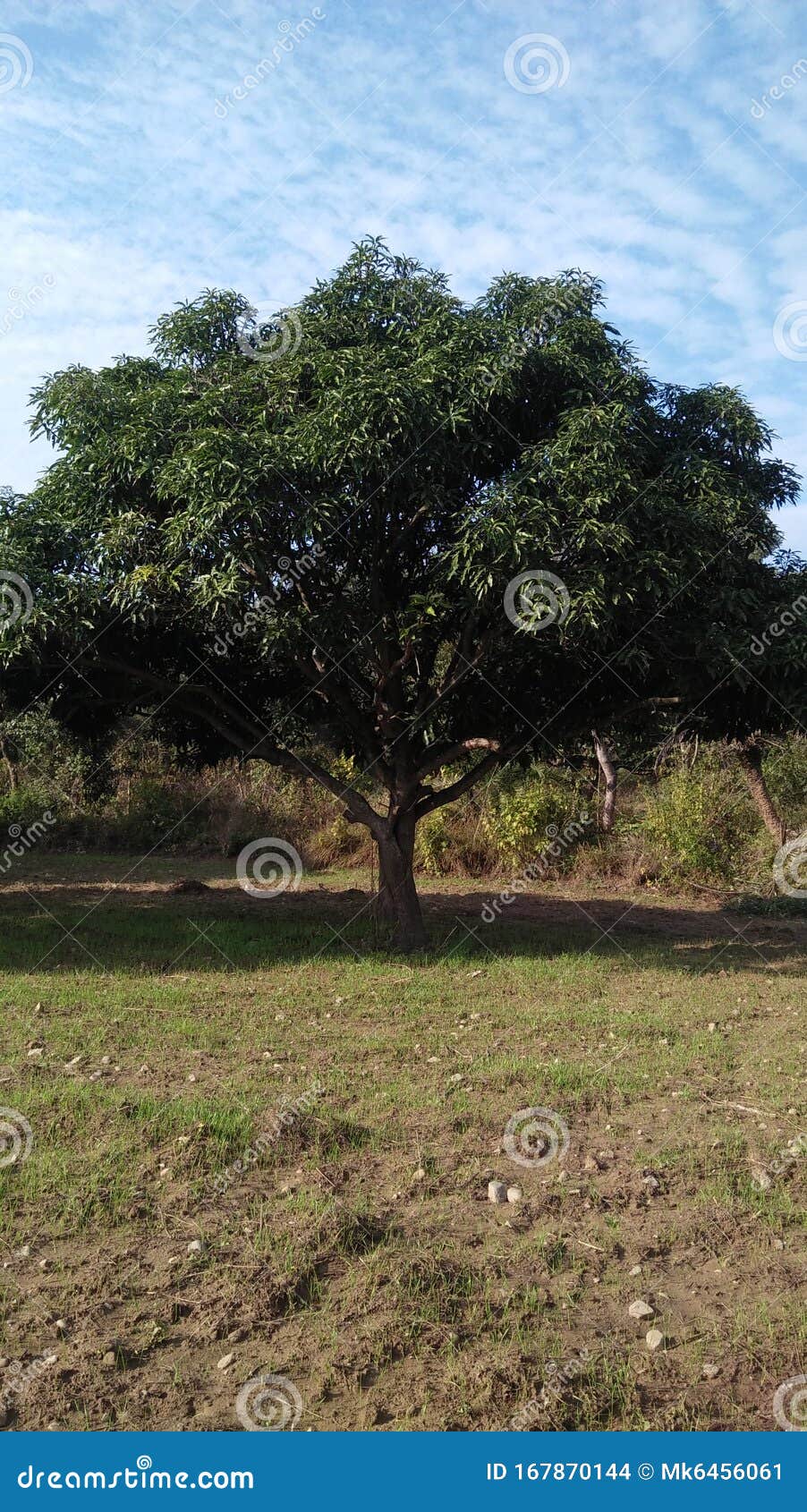 Mango Tree without Mangos Green Tree Fruit Tree Green Leaves Stock ...