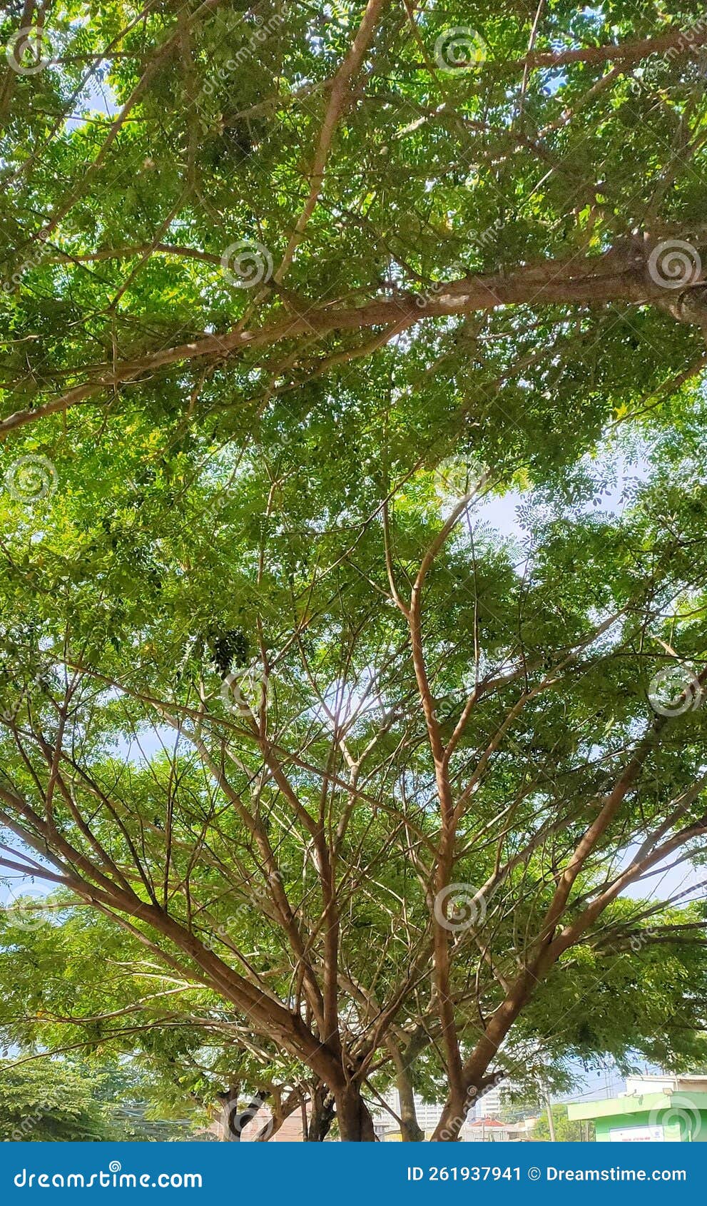 MANGO tree stock image. Image of mango, forest, tree - 261937941