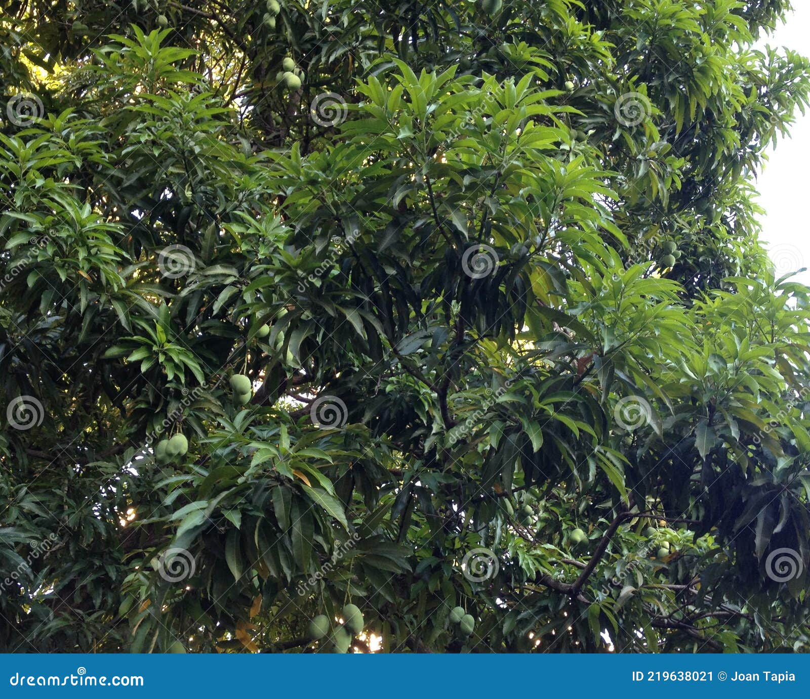 MANGO TREE NATURAL stock image. Image of flower, fruit - 219638021