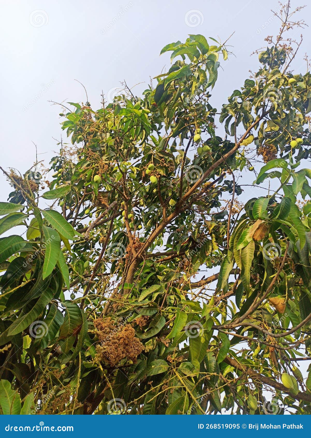 Mango tree nature stock image. Image of nature, scenary - 268519095