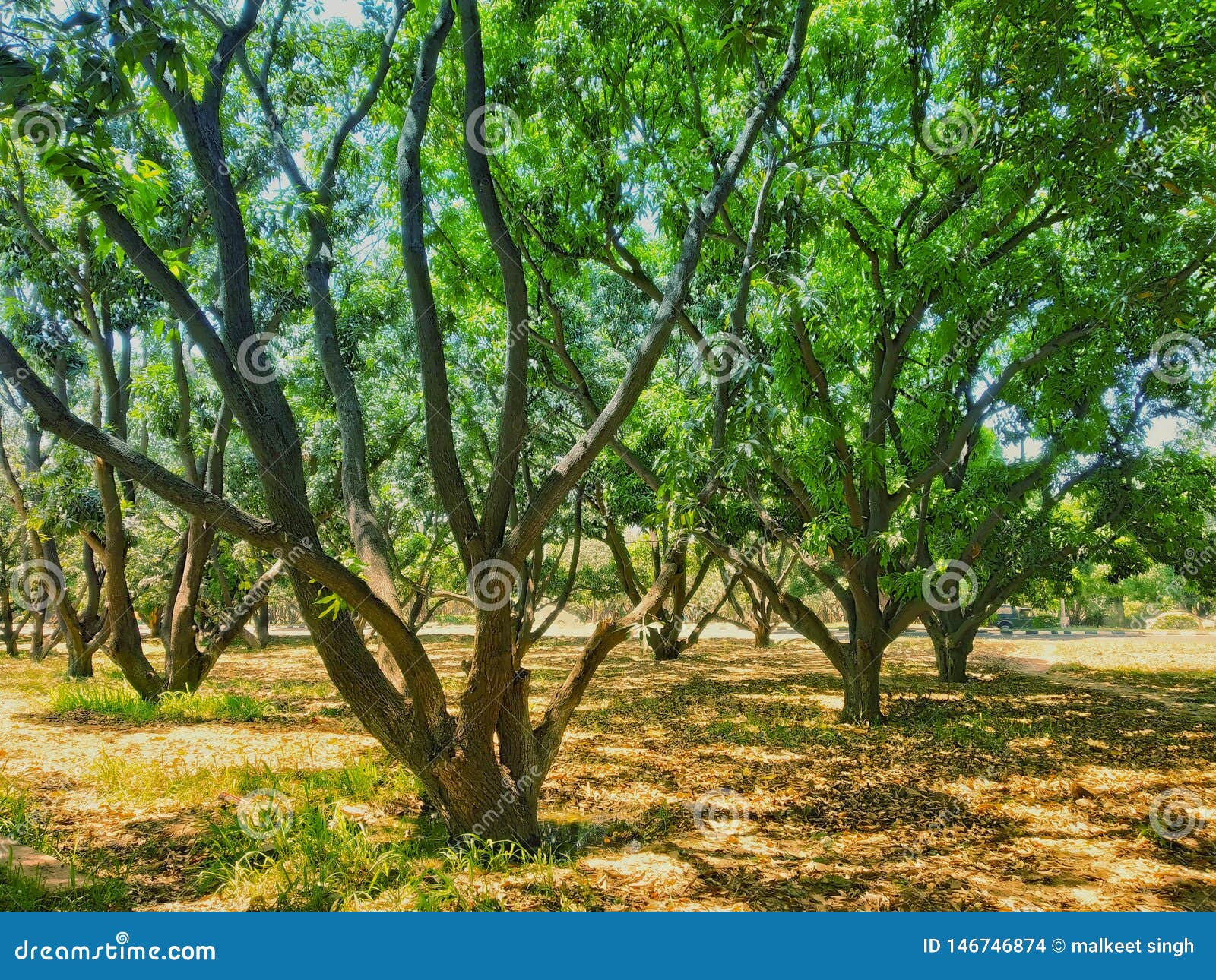 Mango tree stock photo. Image of nature, natural, tree - 146746874