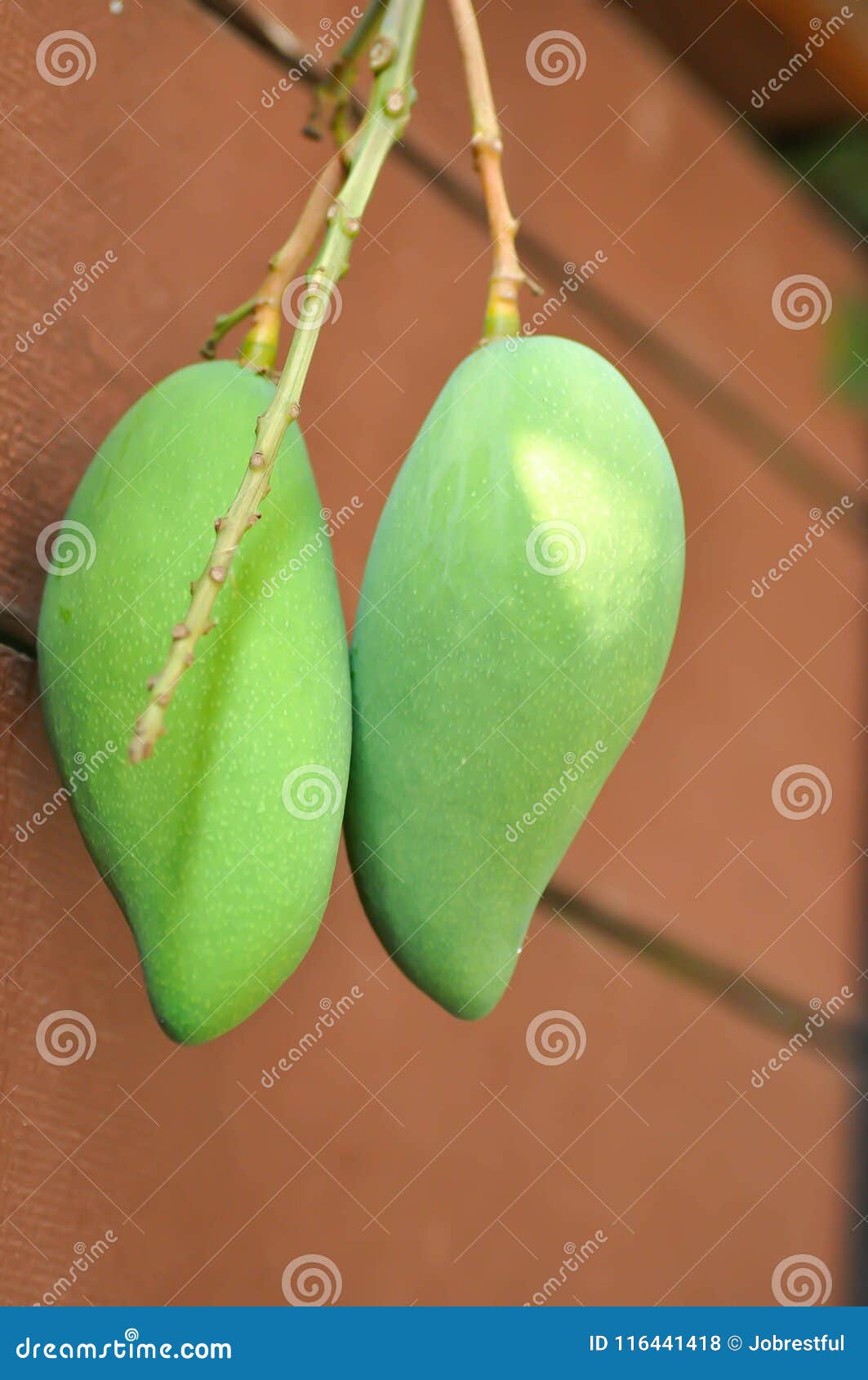 Mango tree near the fence stock photo. Image of thai - 116441418