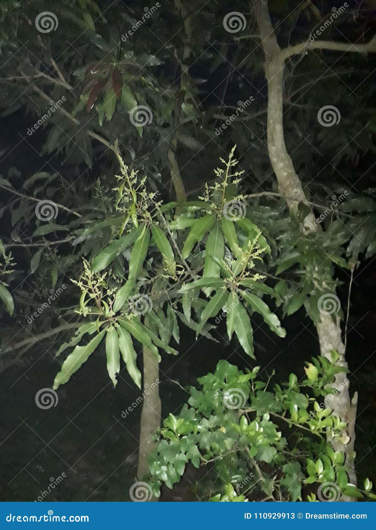 Mango tree stock image. Image of night, cemera, capture - 110929913