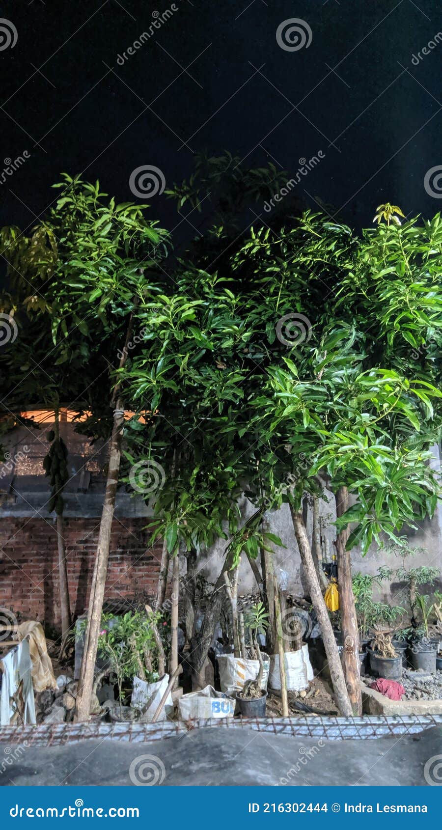 Mango Tree at Night Looks Beautiful Stock Photo - Image of plantation ...