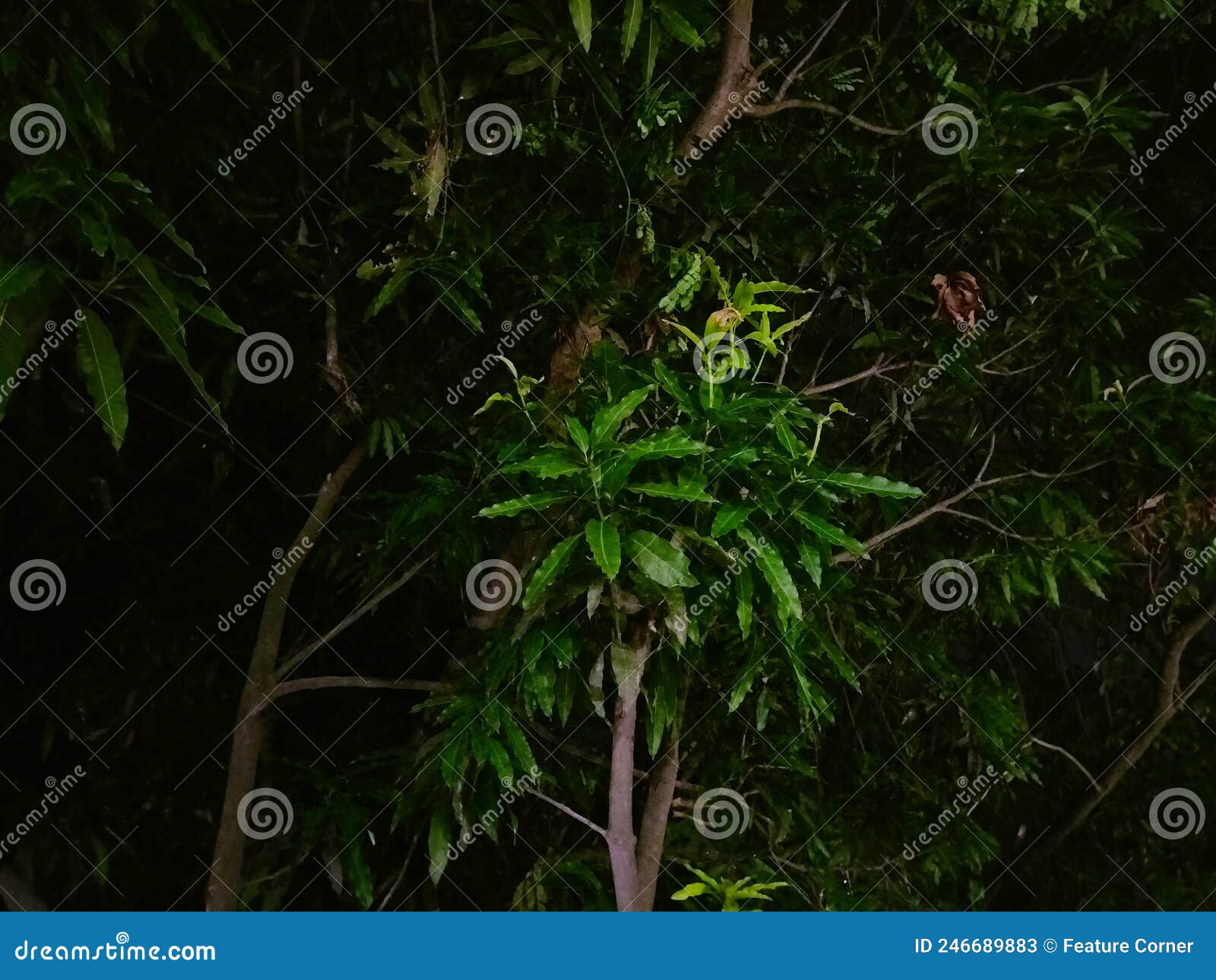 Mango Tree in Night. a Young and Medium-sized Mango Tree in Front of ...