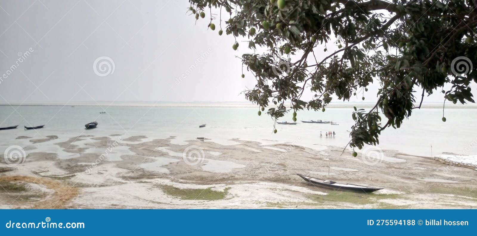 Mango Tree One Board Riverside Stock Photo - Image of mango, board ...