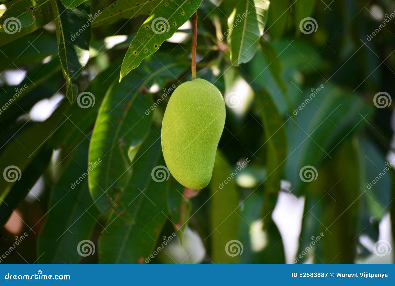 Mango on tree stock image. Image of food, grocery, bunch - 52583887