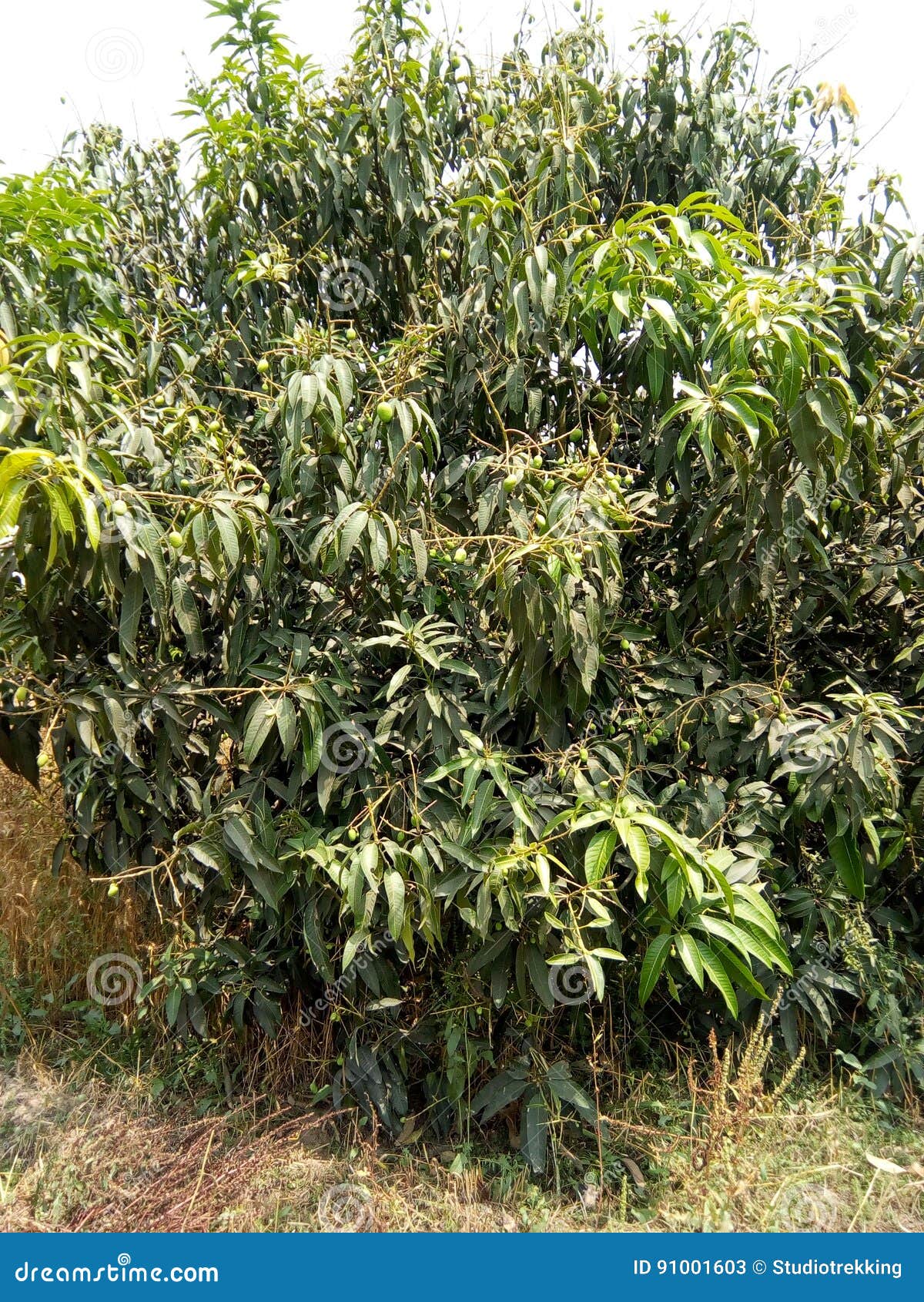 Mango tree stock image. Image of mango, tree, shrubland - 91001603