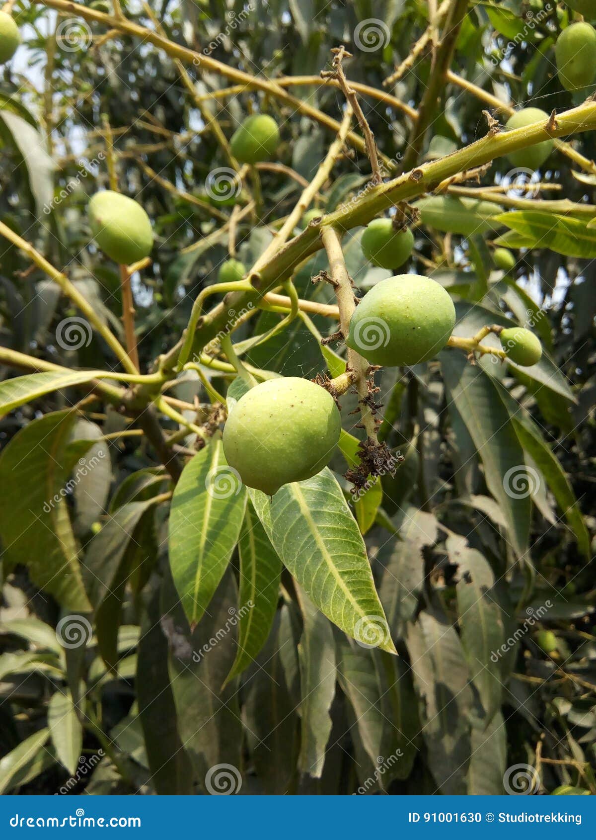 Mango tree stock photo. Image of tree, mangotree, mango - 91001630