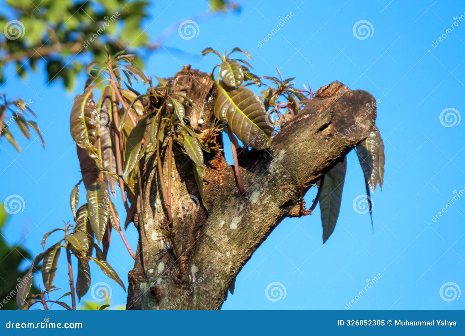 Mango Tree, Part of the Trunk Cut Down Stock Image - Image of jungle ...