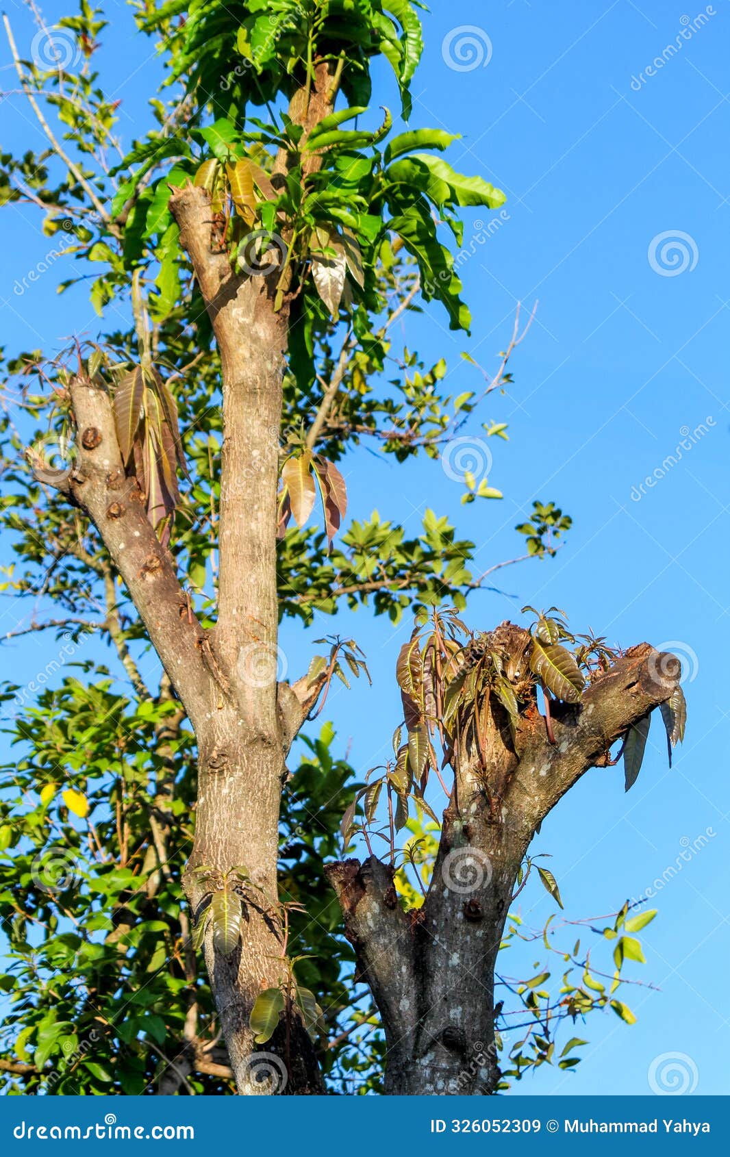 Mango Tree, Part of the Trunk Cut Down Stock Image - Image of ...