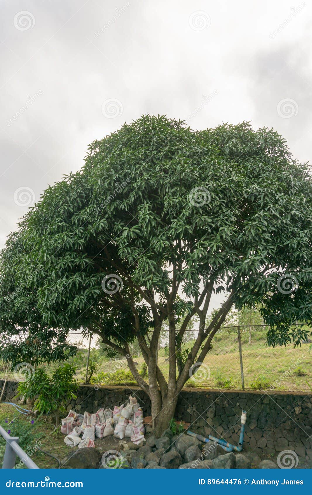 Mango tree stock photo. Image of tree, lush, philippines - 89644476