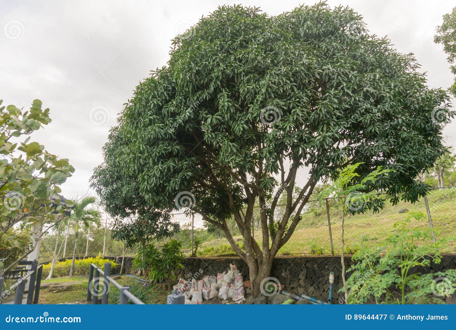 Mango tree stock image. Image of shrubland, plant, lush - 89644477