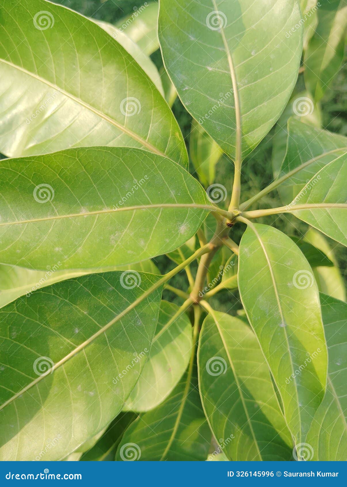 Mango Tree pic stock photo. Image of tree, mango, nature - 326145996