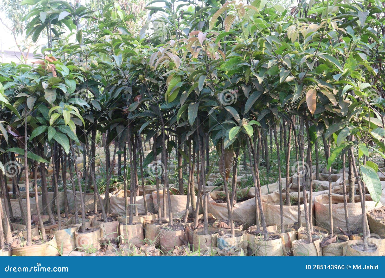 Mango tree plant on farm stock photo. Image of environmental - 285143960