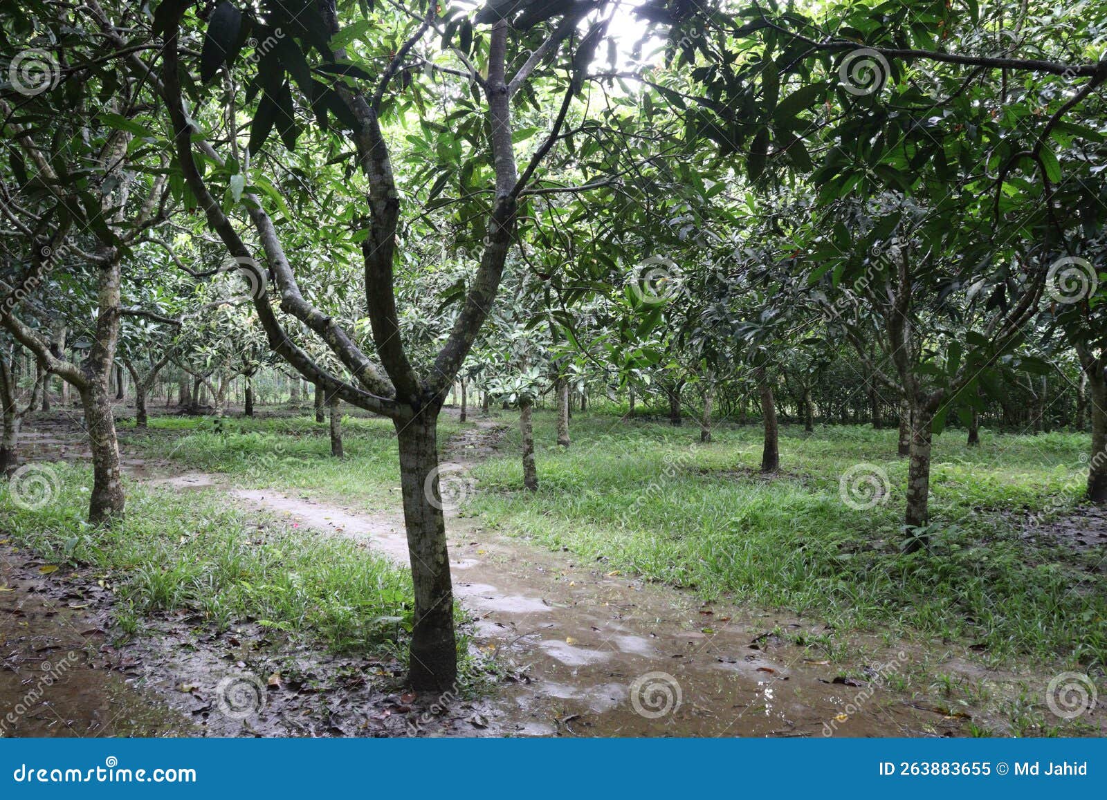 A mango tree plant on farm stock image. Image of male - 263883655