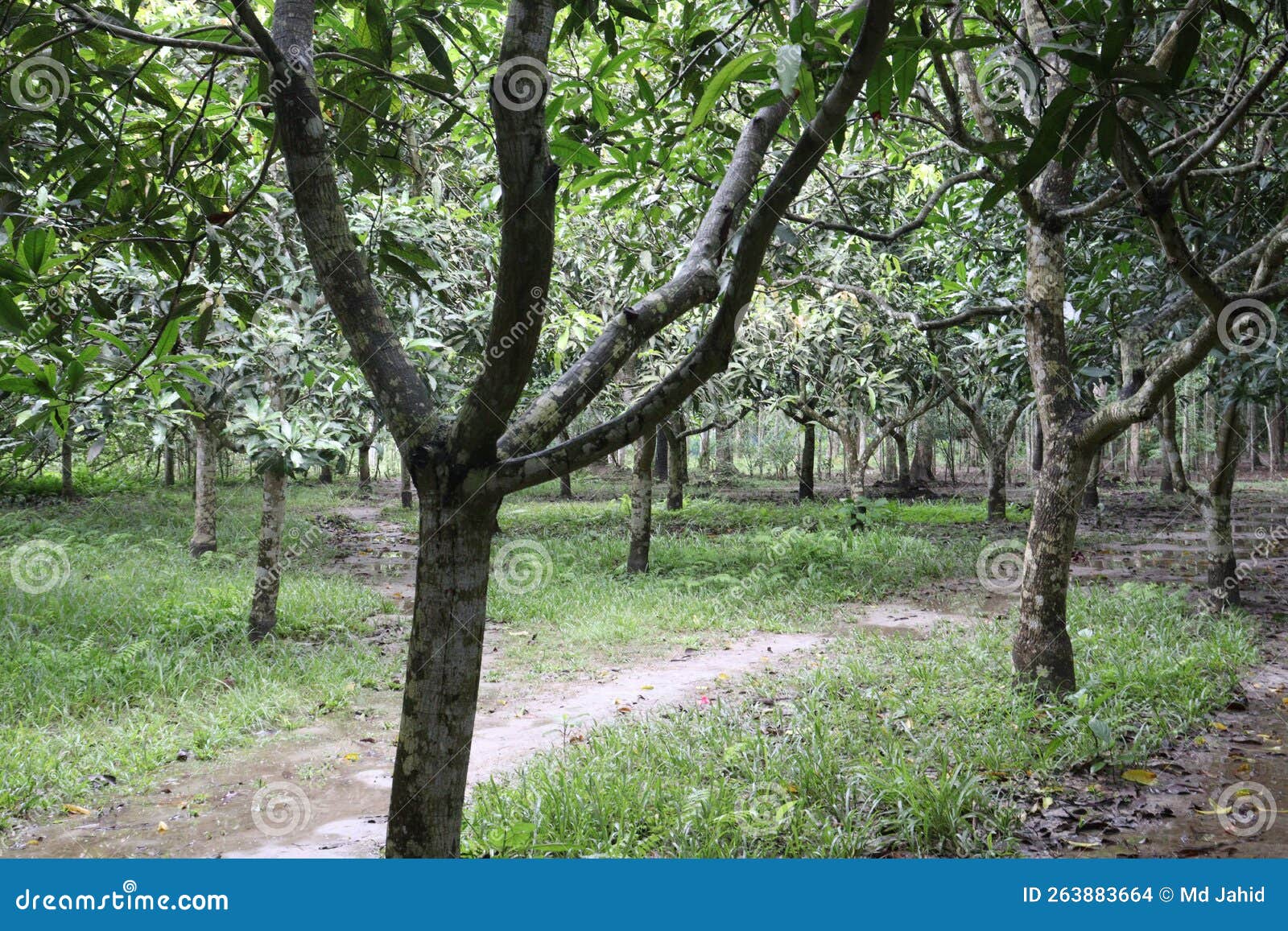 A mango tree plant on farm stock photo. Image of work - 263883664